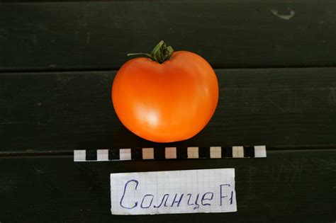 Помидоры СОЛНЦЕ F1