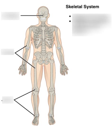 Biol 1593 Module 1 Skeletal System [diagram] Diagram Quizlet