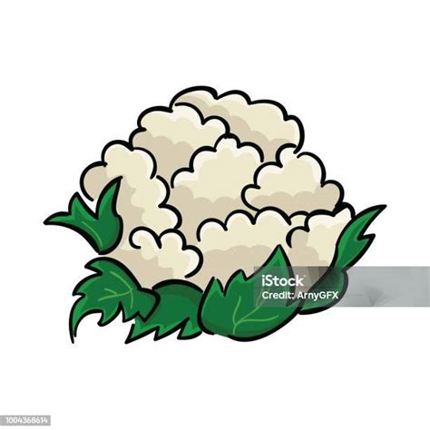 흰색 바탕에 격리 한 신선한 콜리플라워입니다 야채 벡터 일러스트 레이 션 꽃 양배추에 대한 스톡 벡터 아트 및 기타 이미지