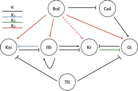 Gap Gene Network Gap Gene Network Showing Regulatory Interactions