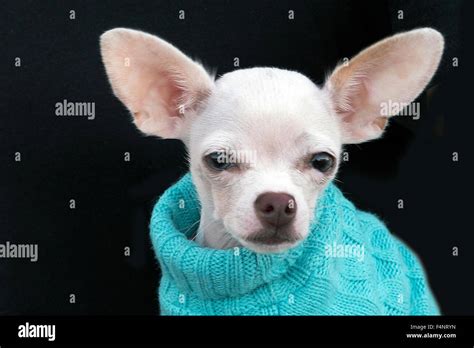 Chiwawa Dog Stockfotos & Chiwawa Dog Bilder - Alamy