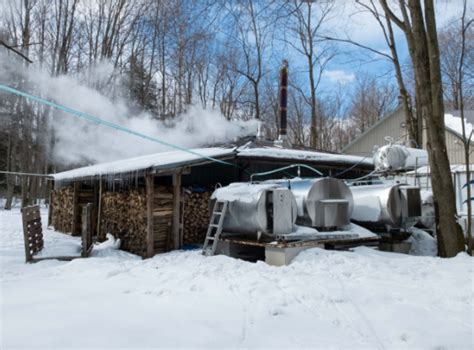 Yungblut Maples Town Of Minto