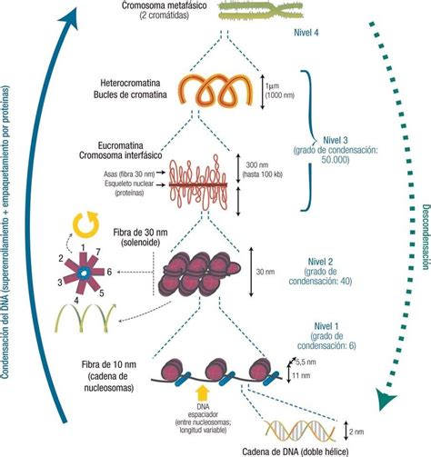 El Adn Mind Map