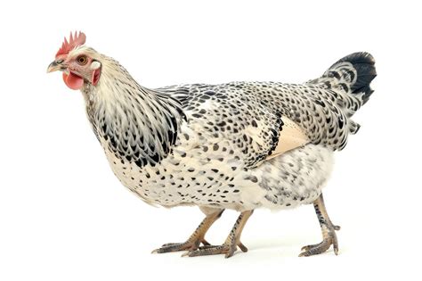 Snail Crawling On White Background Premium Ai Generated Image