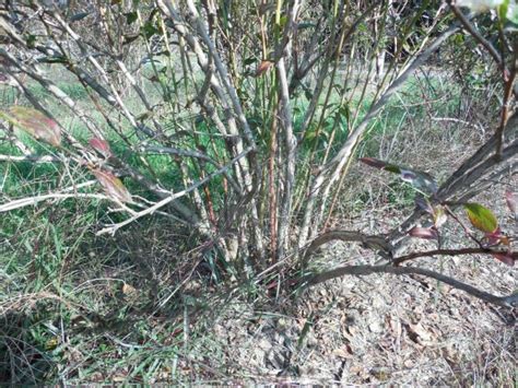 Pruning Highbush Blueberries