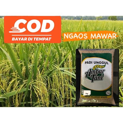 Jual Benih Bibit Padi Ngaos Mawar Kemasan Kg Shopee Indonesia