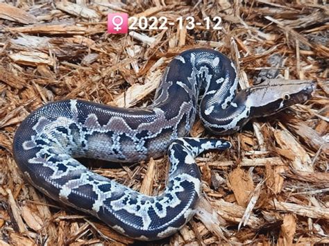 chrome head sstp sumatran short tailed python by leach s python palace