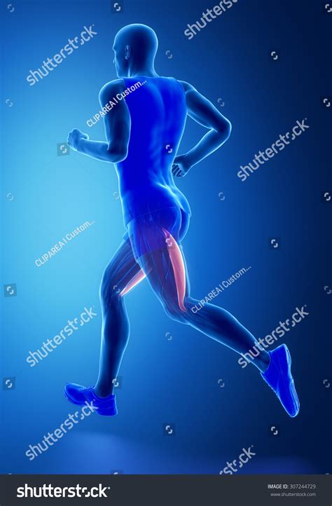 Biceps Femoris Human Muscle Anatomy Stock Illustration 307244729 Shutterstock