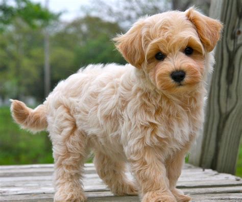 Maltipoo Wallpapers Wallpaper Cave