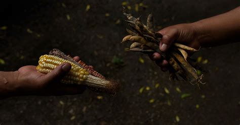 Peninsular Mayan Indigenous People Against Monoculture