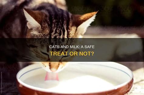 Cats And Milk A Safe Treat Or Not Petshun