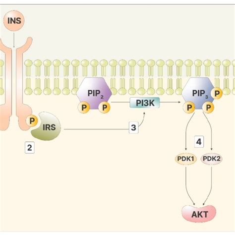 The Figure Depicts The Intracellular Cascade Stimulated By Insulin 1