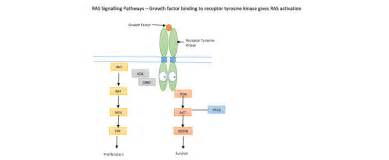 N And K Ras Gene Mutation Data Collection Uk