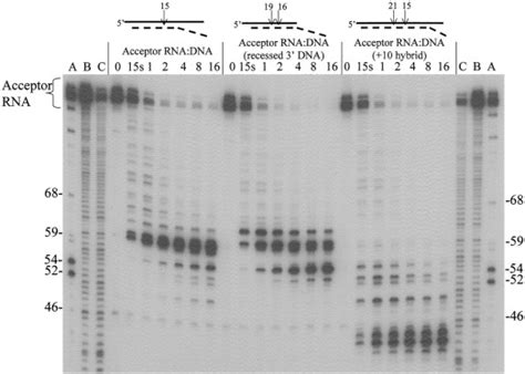 Interaction Of Hiv Reverse Transcriptase With Structures Mimicking Recombination Intermediates