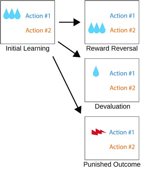 Diagram Of Simulated Behavioral Sessions Model Instances Were Trained