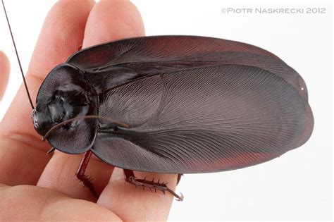 Pest Fact Largest Cockroach In The World The Worlds Largest Winged
