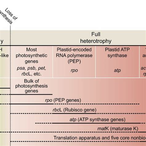 3 Schematic Representation Of The Gpcr Internalization Modified From Download Scientific