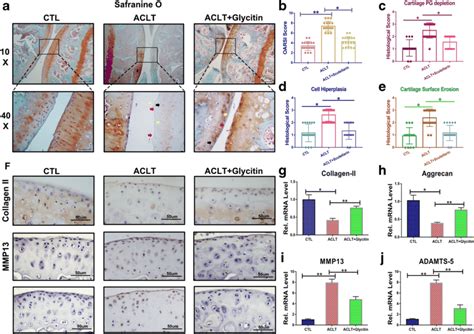 Glycitin Protected Against Cartilage Degeneration In The Aclt Mouse Download Scientific Diagram