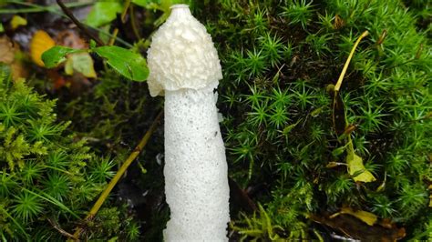 7 Myths About Erectile Dysfunction Ed