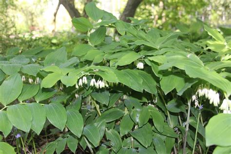 Polygonatum Multiflorum