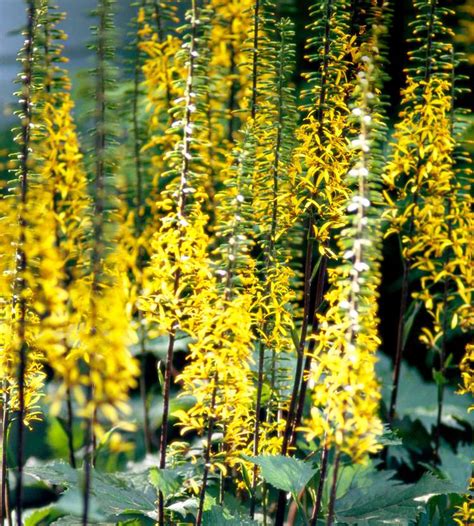 How To Plant And Grow Ligularia