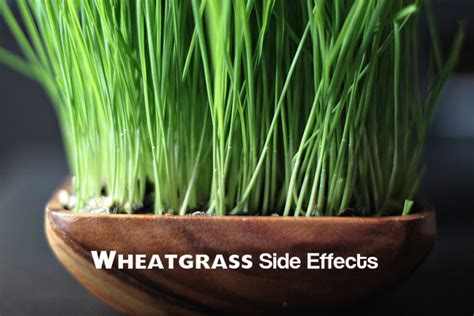Wheatgrass Side Effects And Some Benefits Or Uses Stylish Walks