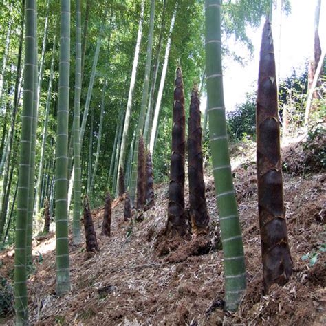 Giống Cây Trúc Đại Moso Tre Moso Công Ty Tnhh Trúc Vũ Farm