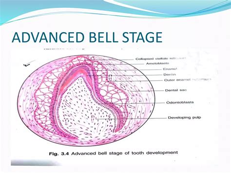 Development Of Tooth Pptx