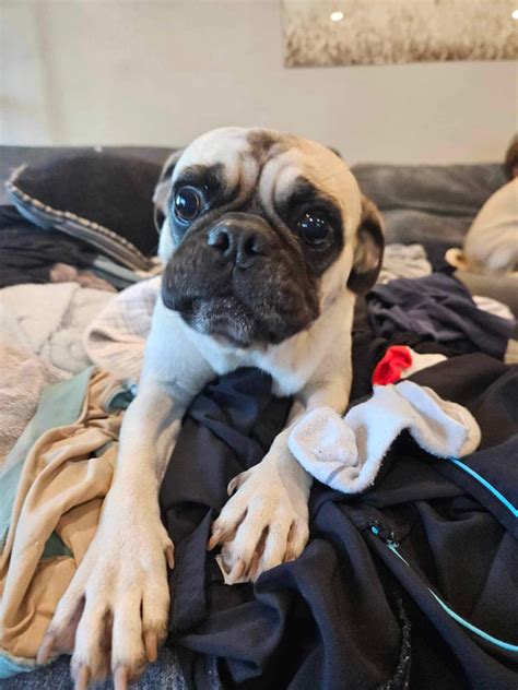 Tango Az Pug Life Rescue Society