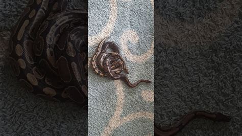 Male And Female Ball Python Comparison At George Partington Blog