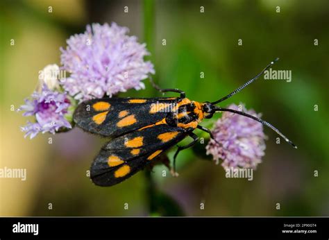 Forester Moth Artona Walkeri On Goatweed Flower Ageratum Conyzoides