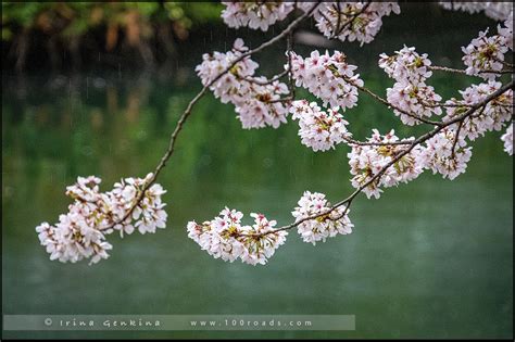 Вишни у реки