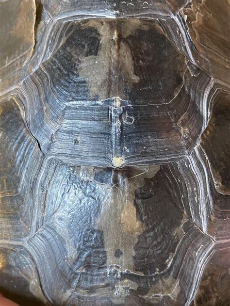 Shell Rot Off White Dot And Discoloration On The Carapace Ps Welcome Recs For Reptile Vets