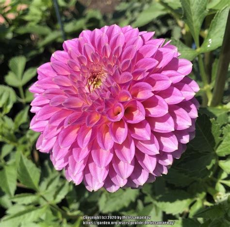 Dahlia Skipley Spot Of Gold In The Dahlias Database