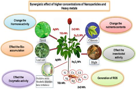 Synergistic Effect Of Higher Concentrations Of Nanoparticles And Heavy