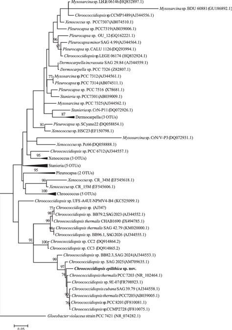 b ml tree of 16s rdna gene sequence data for chroococcidiopsis