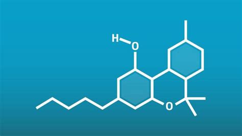 Natural Vs Synthetic Cannabinoids Whats The Difference MÜv