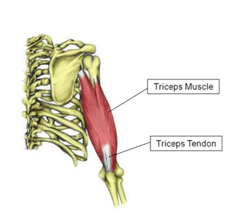 Triceps Tendon Tear Phoenix Shoulder And Knee