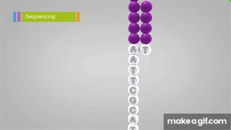 Illumina Sequencing By Synthesis On Make A GIF