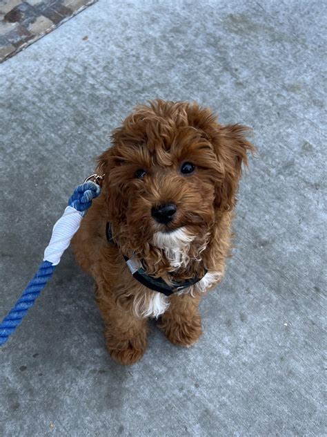 Advice About Sleeping Arrangements Rcavapoo