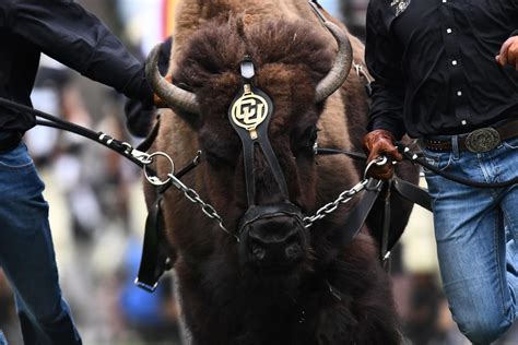 Which Buff Are Cu Fans Most Excited About Sports Illustrated Colorado Buffaloes News
