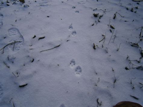 Читати сліди на снігу Криниця мисливця