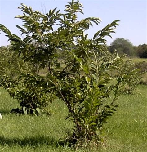 Pruning Chestnut Trees Red Fern Farm