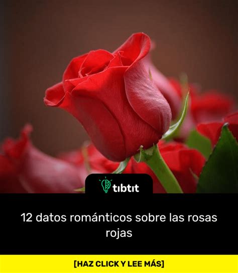 Sabías que 12 datos románticos sobre las rosas rojas Curiosidades Datos curiosos Los