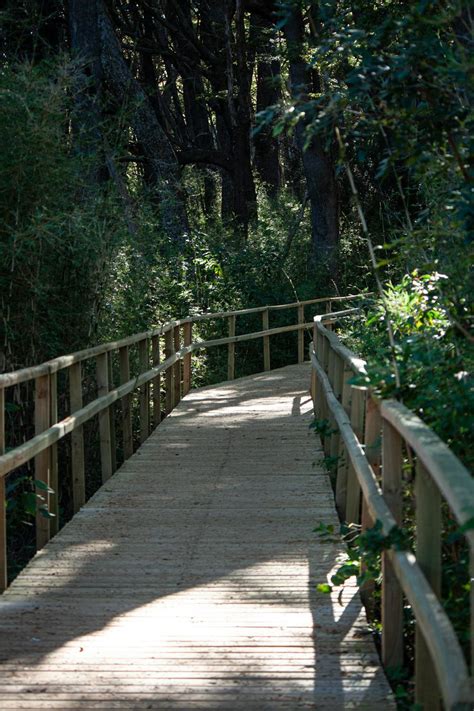 4k 숲 경치 경치가 좋은 고요한 그늘 길 나무 나무 통로 나무가 늘어선 길 나뭇잎 남아메리카 녹색 경로 녹지 다채로운 나무 대나무 대나무 숲