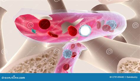 La Production De Globules Rouges Photo Stock Image Du Main Fuselage