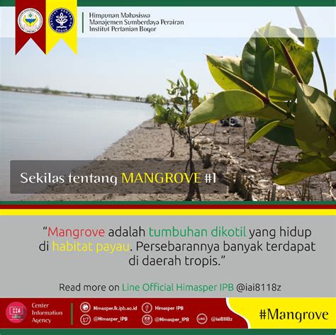 Himasper Ipb Sekilas Tentang Mangrove 1 Mangrove Adalah Tumbuhan Dikotil Yang Hidup Di
