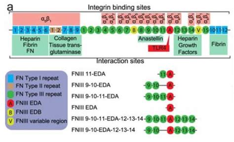 Vaccines Based On Fibronectin Extra Domain A Eda Or Extra Domain B Edb Creative Biolabs