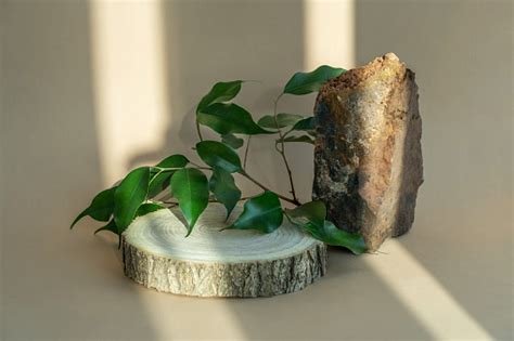 구성 빈 연단 재료 나무 돌 마른 꽃 제품 프레젠테이션 아름다움 화장품 자연 쇼케이스 천연 소재에서 아름 다운 배경입니다 가을