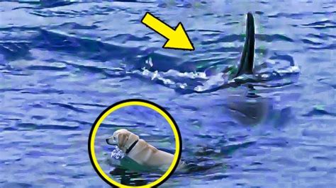 개가 계속 바다로 헤엄쳐 나갔다 주인이 이유를 깨닫고 눈물을 흘렸다 Youtube